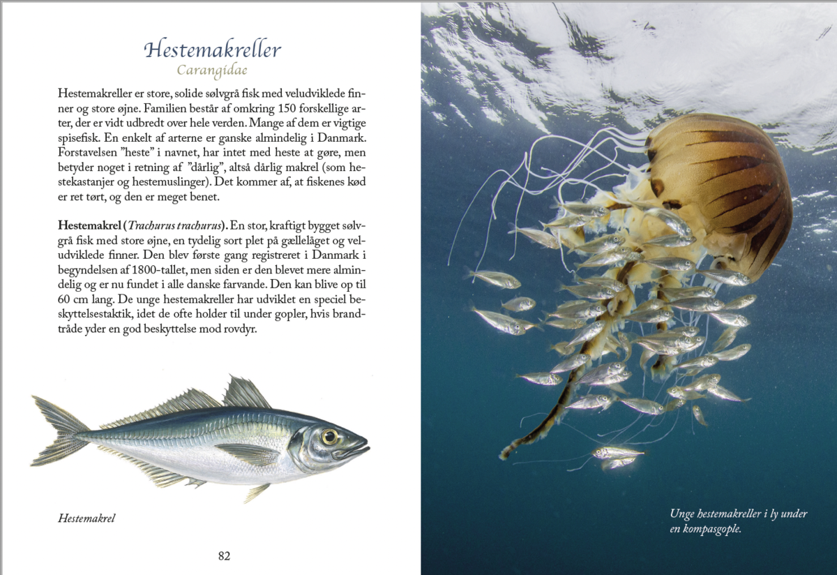 Ny bog: Lær alt om havets danske fisk - Minbåd.dk