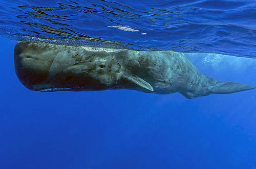 Kaskelothval igen set i Danmarks hvalkirkegård - Minbaad.dk